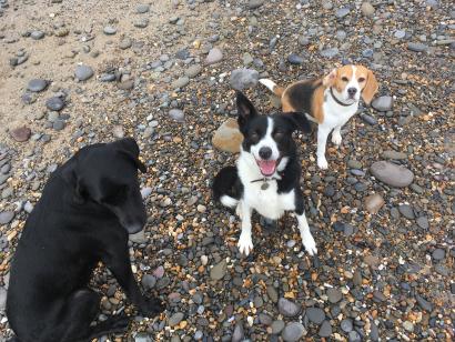 Success ‘Tails’ | The Border Collie Spot