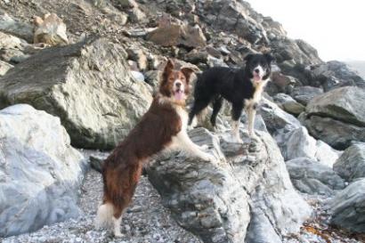 Spotted! | The Border Collie Spot