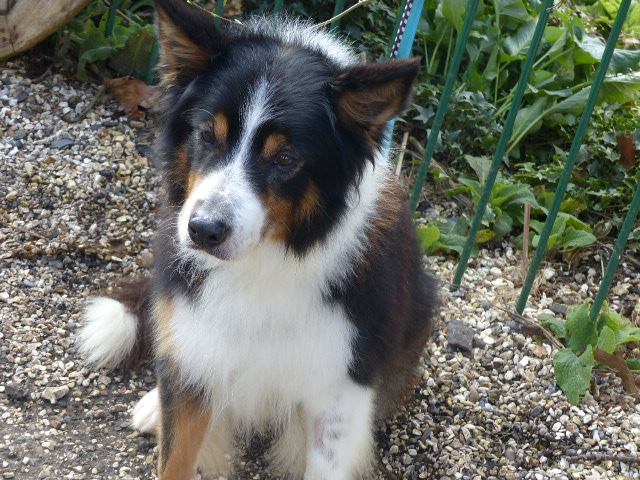 Dogs Needing Homes | The Border Collie Spot