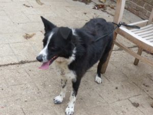 Dogs Needing Homes | The Border Collie Spot