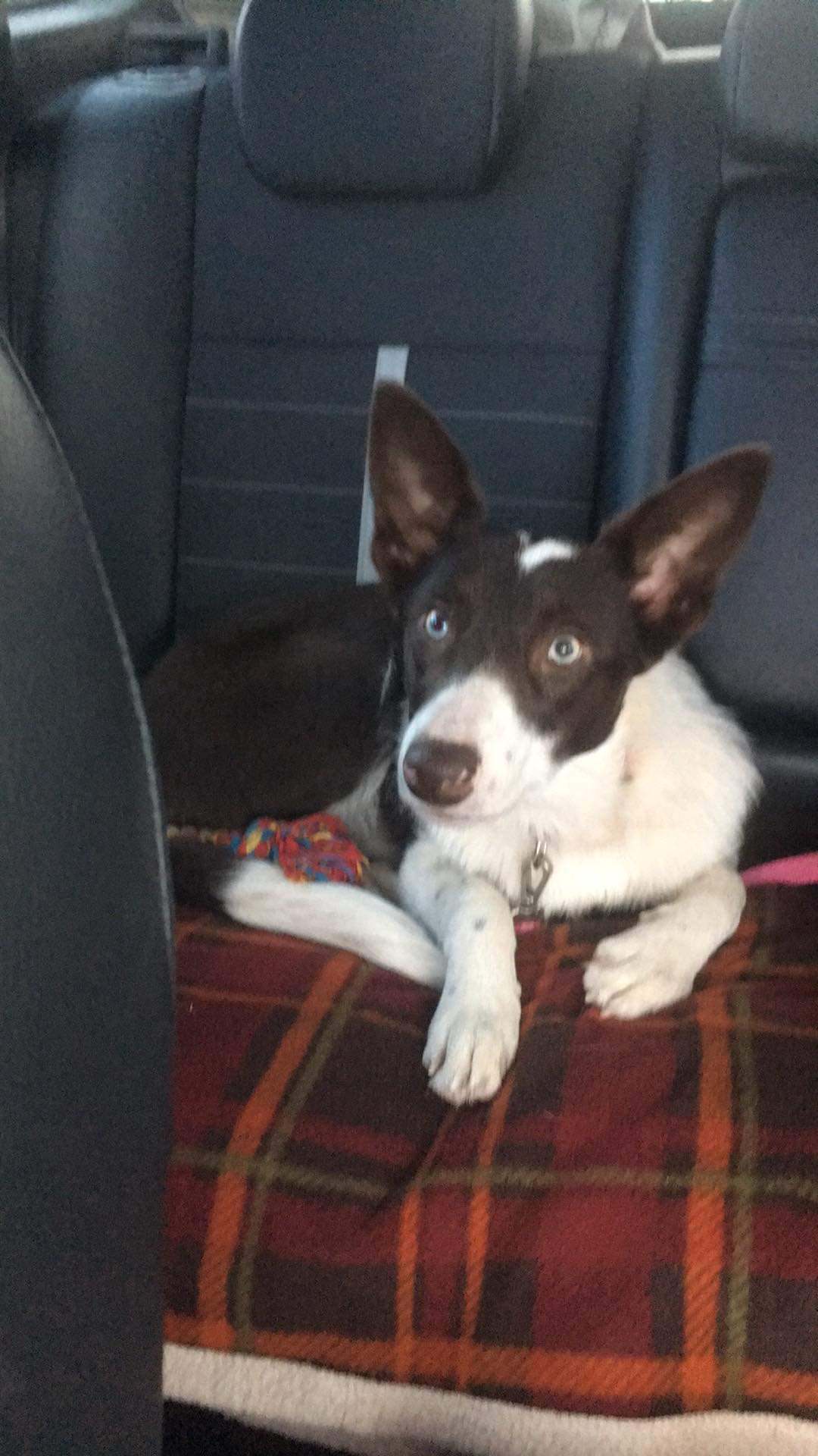 Dogs Needing Homes | The Border Collie Spot