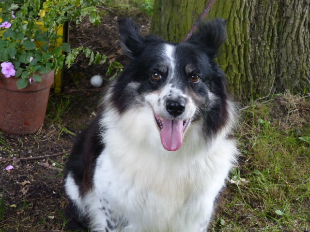 Dogs Needing Homes | The Border Collie Spot