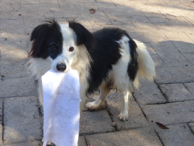 Are Border Collies Spotted