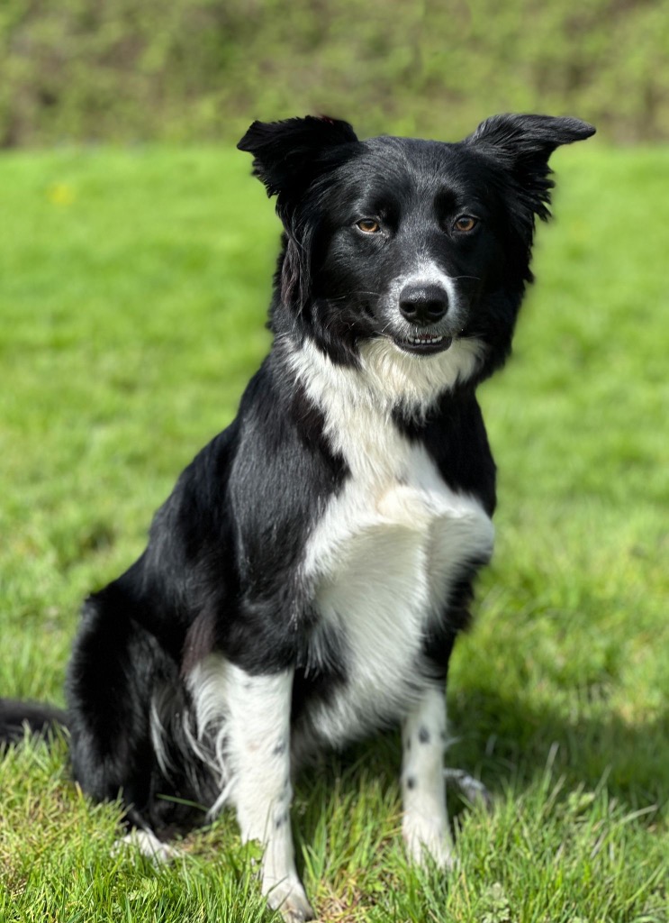 Dogs Needing Homes | The Border Collie Spot