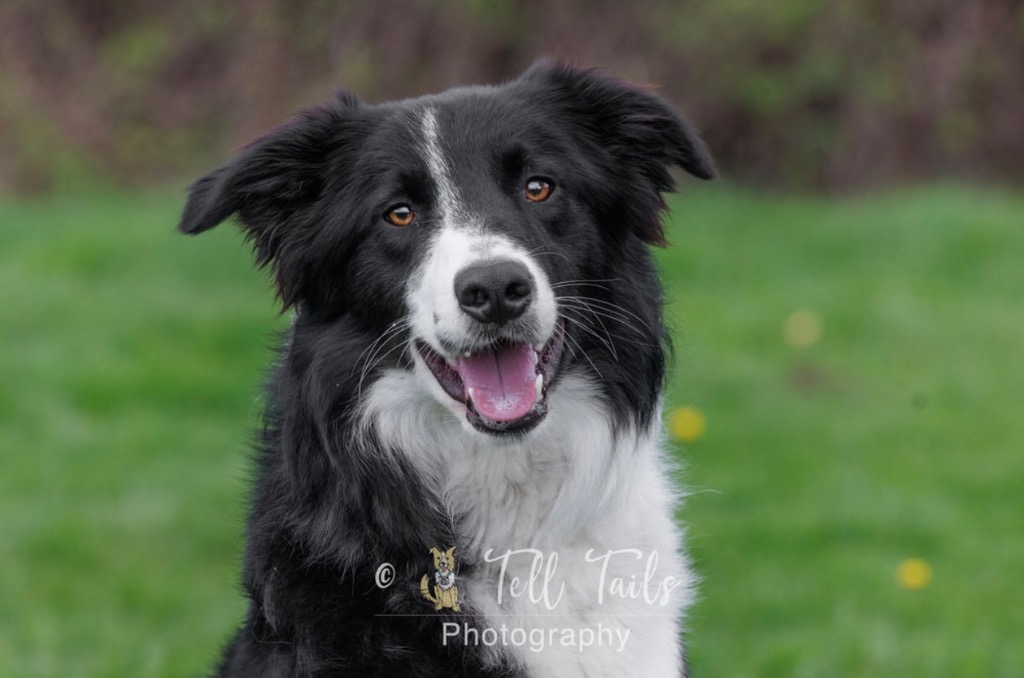 Dogs Needing Homes | The Border Collie Spot