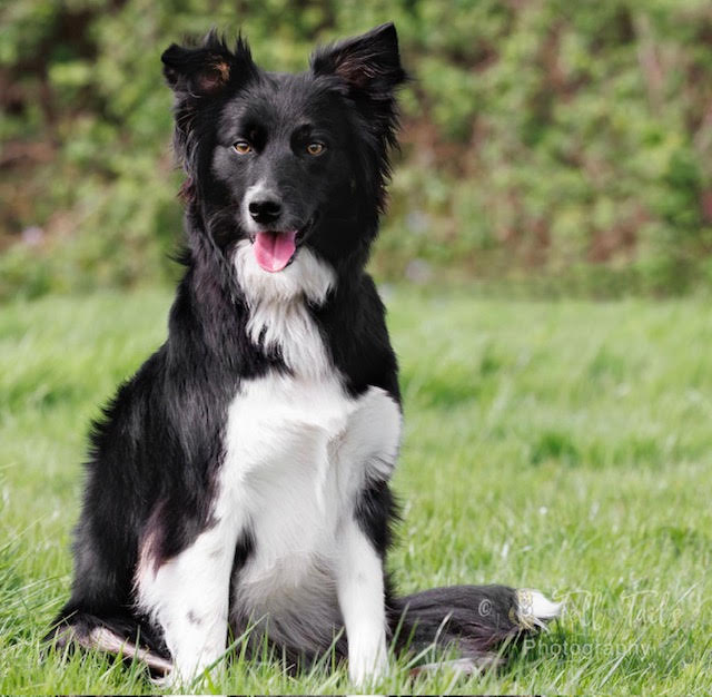 Dogs Needing Homes | The Border Collie Spot