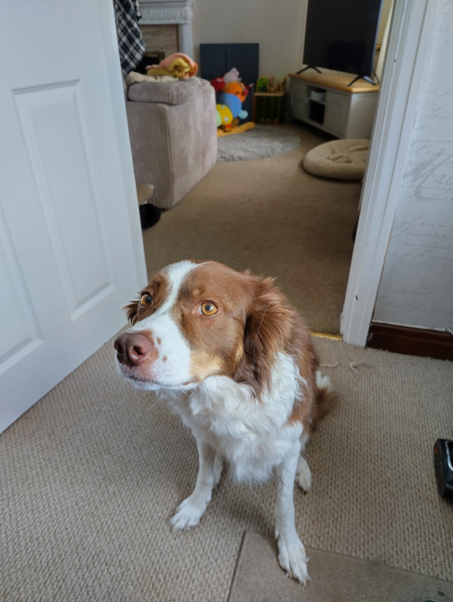 Dogs Needing Homes | The Border Collie Spot