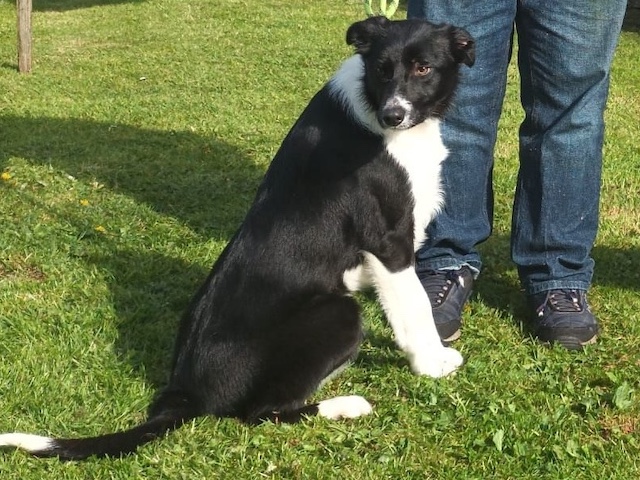 Dogs Needing Homes | The Border Collie Spot