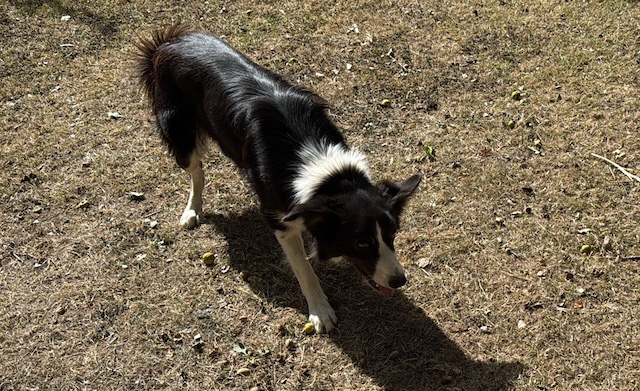 Dogs Needing Homes | The Border Collie Spot